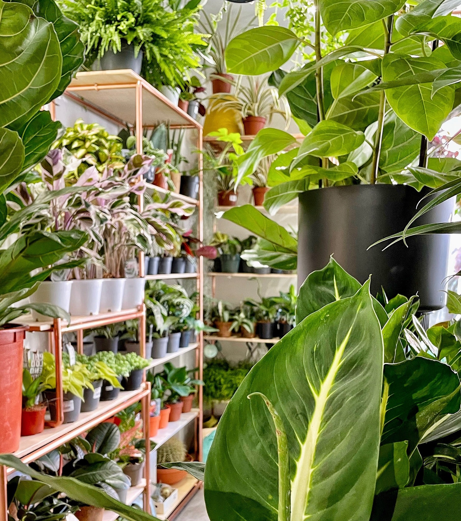 COMING SOON: Plant and gift shop Green and Grounded expand into Sale ...